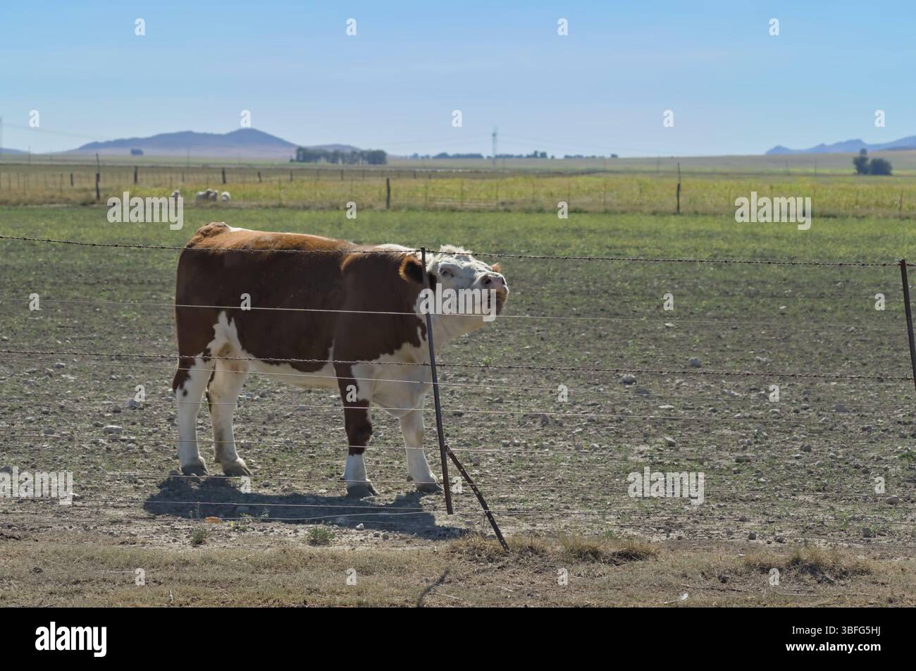 Mooing hi-res stock photography and images - Alamy