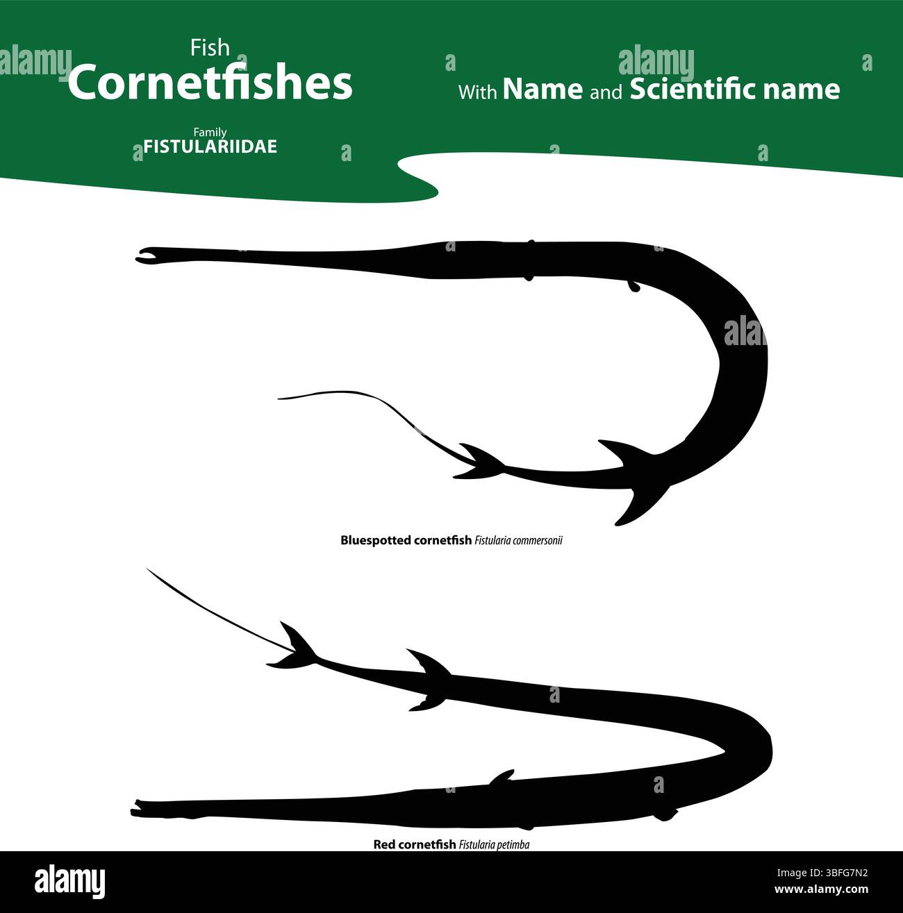 Cornetfishes silhouette hi-res stock photography and images - Alamy