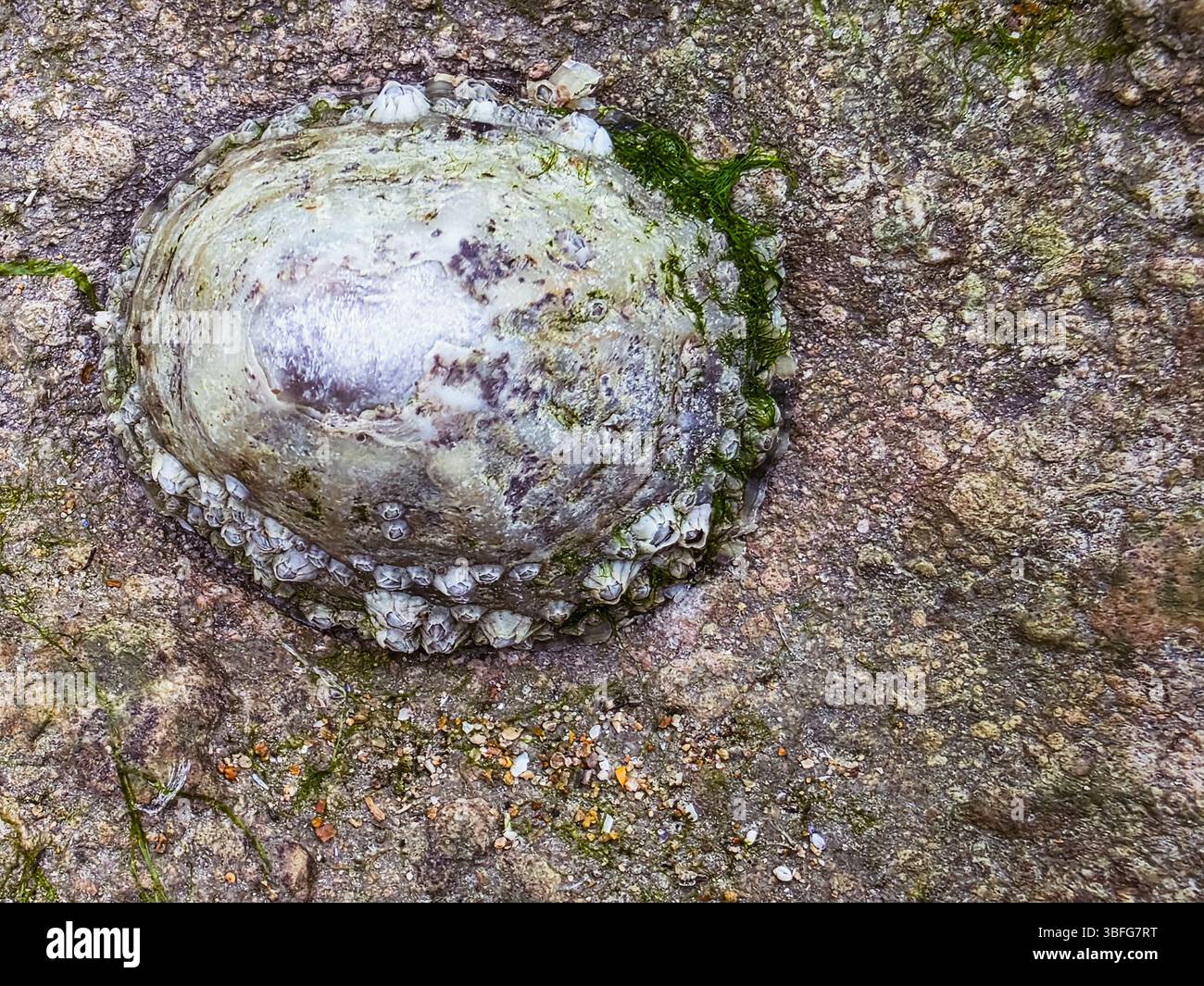 Marine limpet (Patella spp.) with barnacles on rock – North Atlantic ...