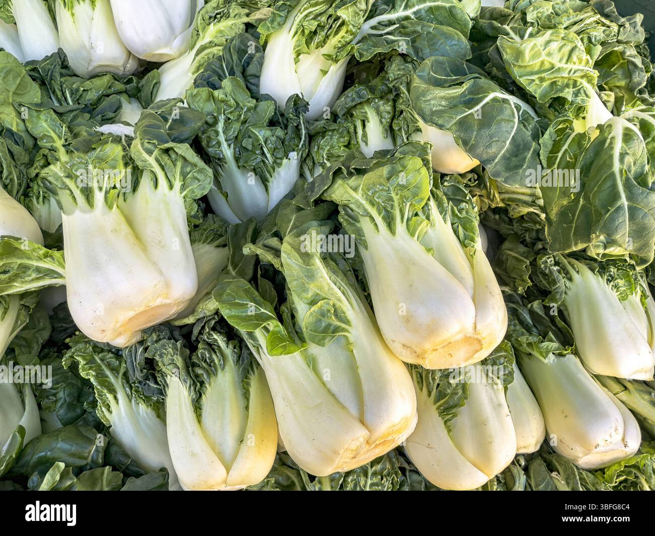 A group of whole baby bok choy vegetables, Chinese abbage Stock Photo ...