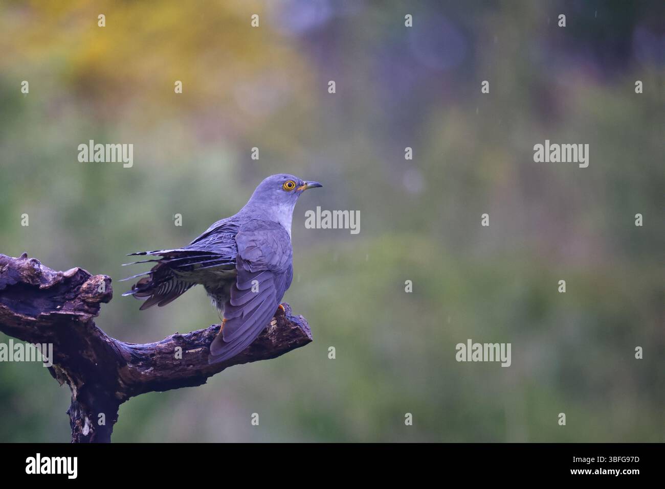 Male cuckoo perching on a branch, showing drooping wings Stock Photo ...