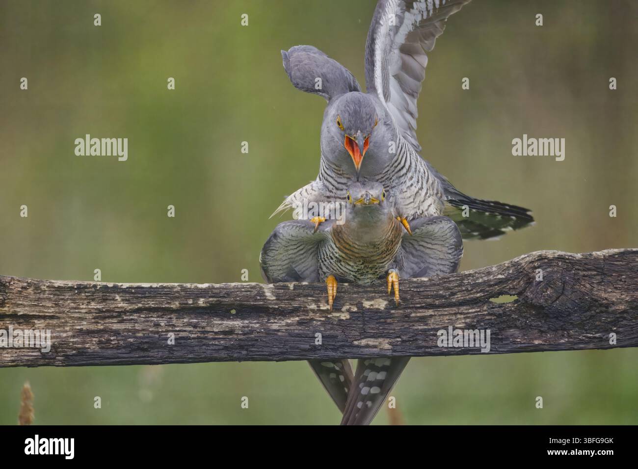 Male female cuckoo mating hi-res stock photography and images - Alamy