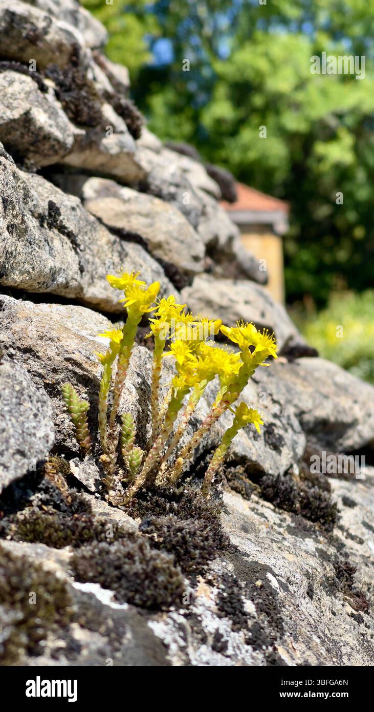 Clusters of bright yellow star-shaped blooms of Sedum acre spread ...