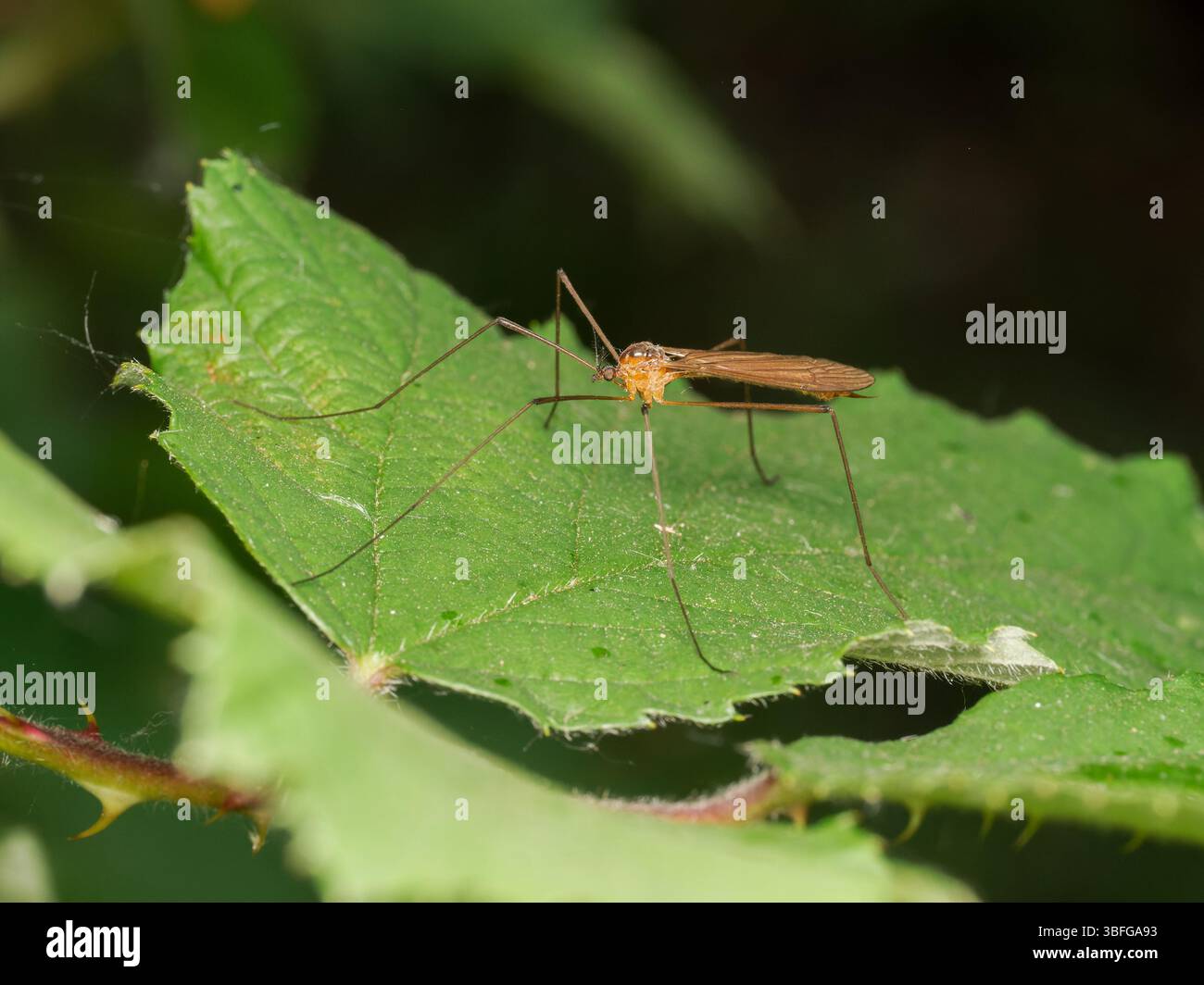 Macro of a crane fly (Tipula sp.) resting on a green leaf at Étang de ...
