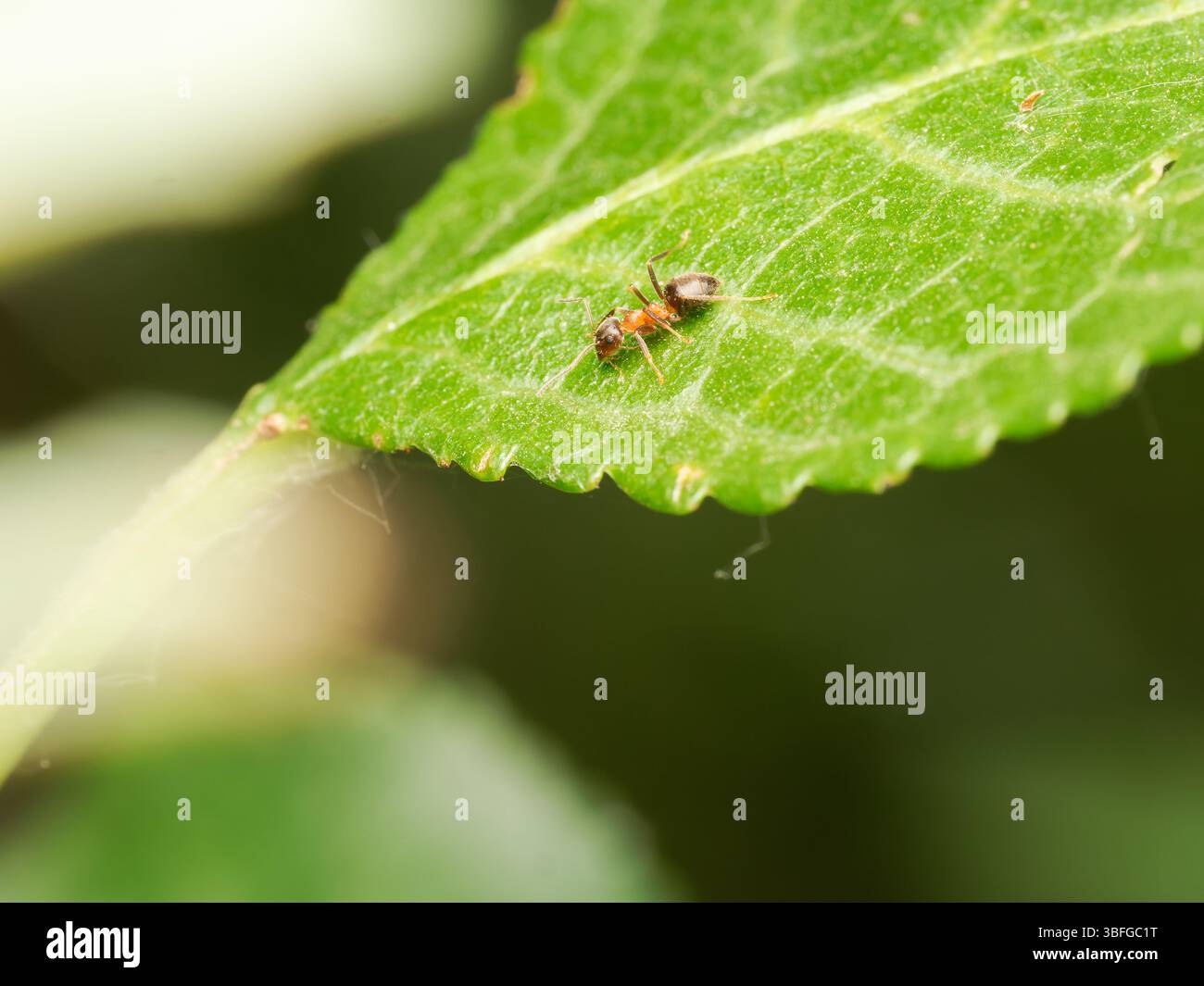 Ant (Lasius sp.) walking on a green leaf, close-up macro photograph of ...