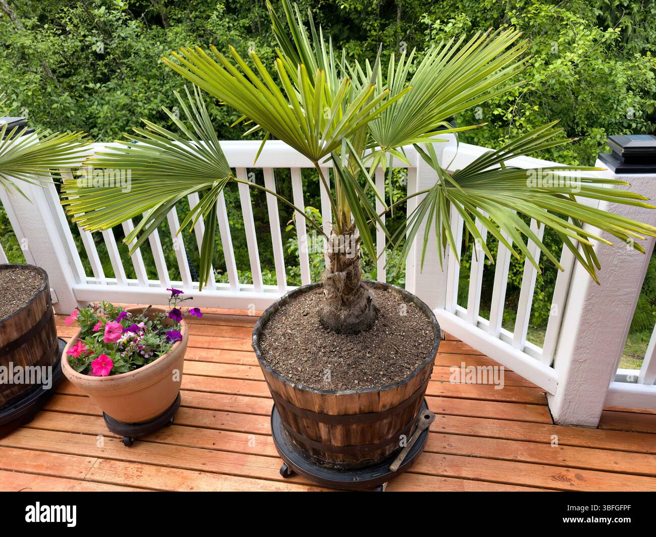Healthy windmill palm tree in large wooden barrel pot on home deck ...