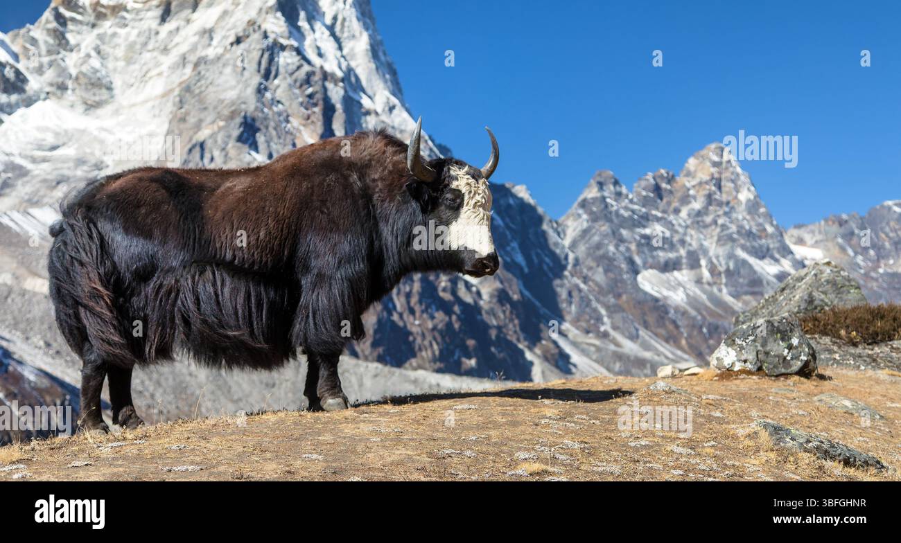black and white yak or dzo on the way to Everest base camp, mounts ...