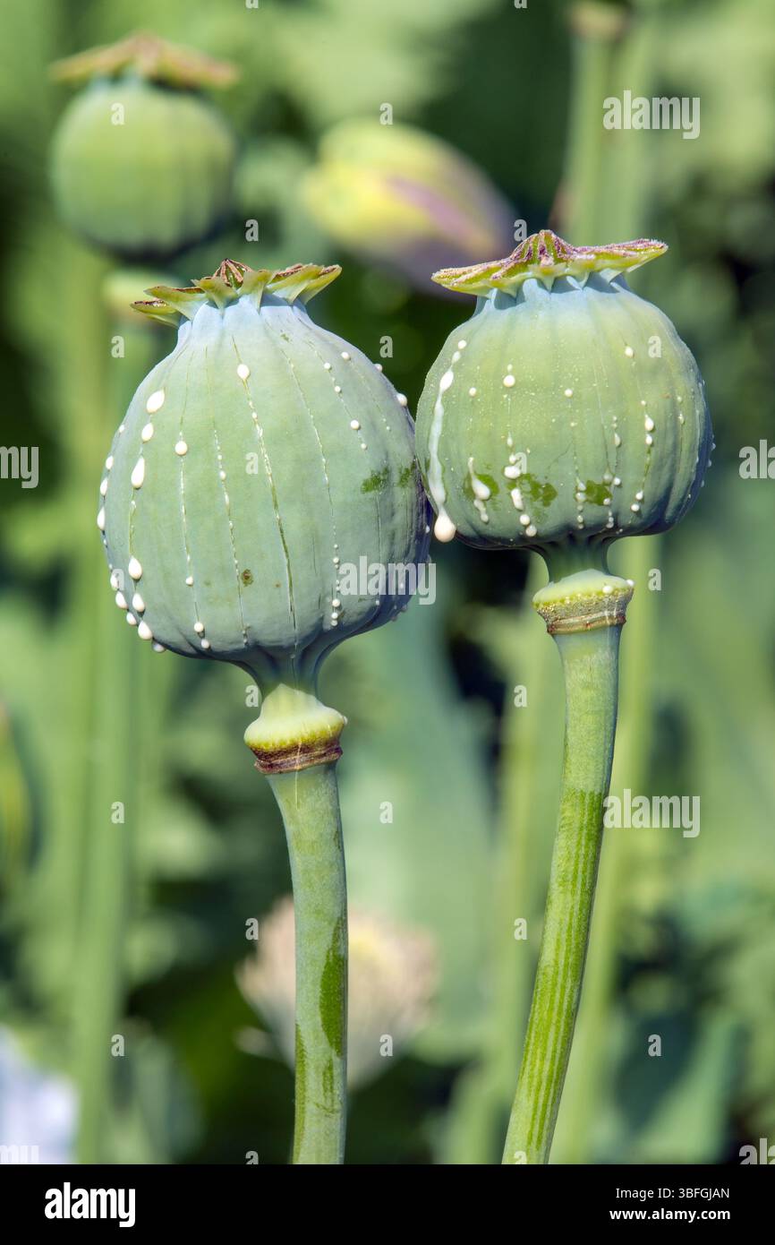 opium poppy head, in latin papaver somniferum, two immature poppy heads ...