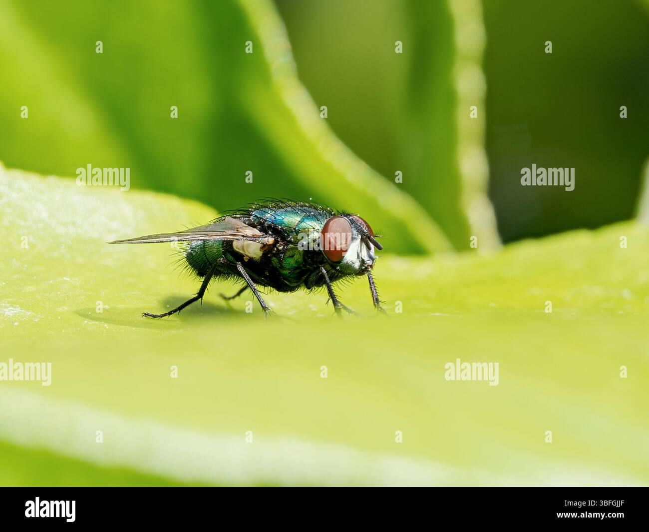 Lucilia spec., metallic green blow fly resting on leaf, Calliphoridae ...
