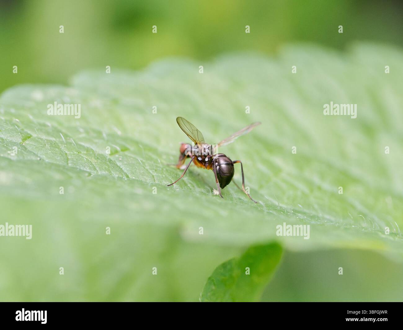 Nemopoda nitidula, black scavenger fly resting on green leaf, Paysan ...