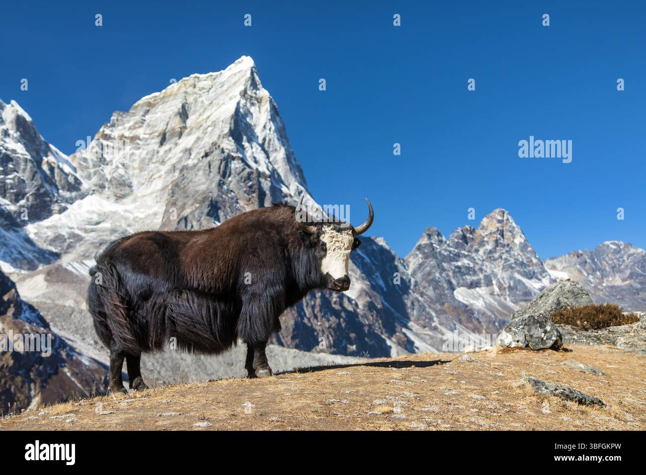 black and white yak or dzo on the way to Everest base camp, mounts ...