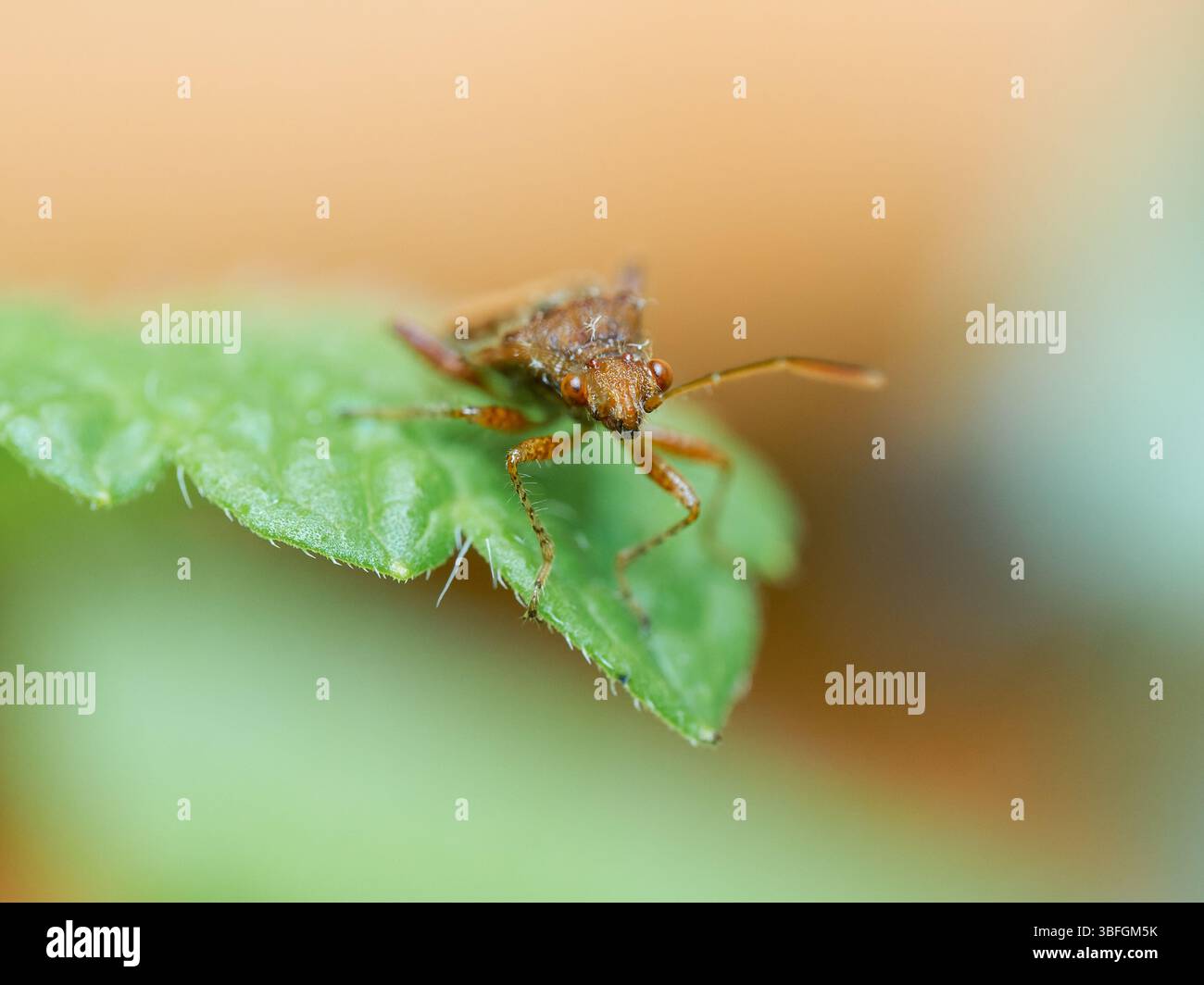 Rhopalus subrufus, scentless plant bug perched on green leaf, Paysan ...