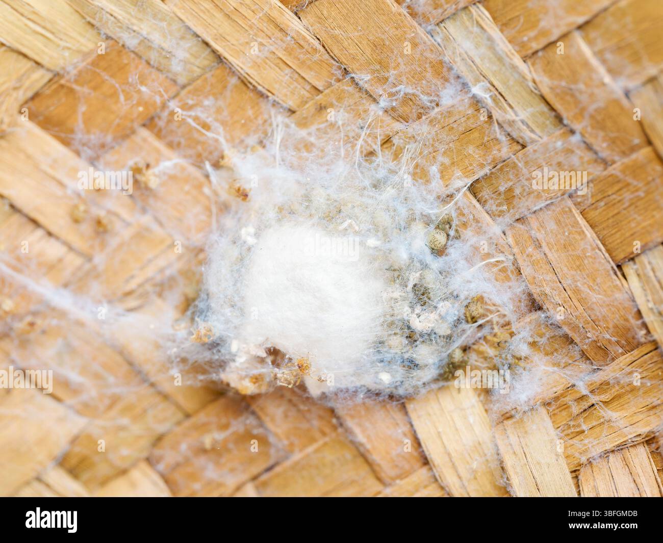 In egg morphology hi-res stock photography and images - Alamy