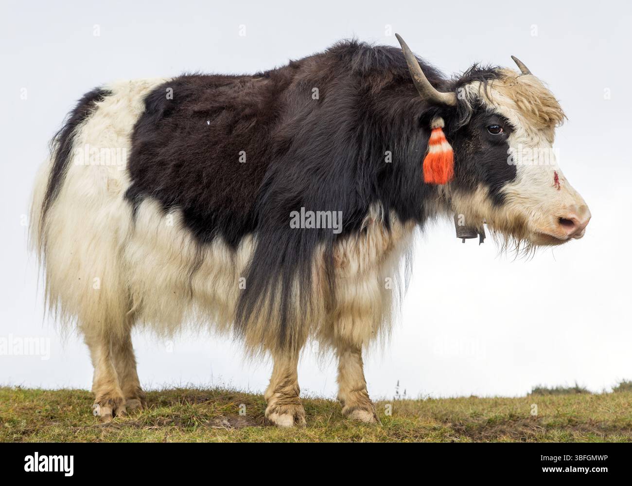 White yak hair hi-res stock photography and images - Alamy