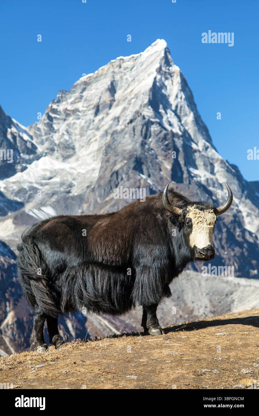 black and white yak or dzo on the way to Everest base camp, mounts ...