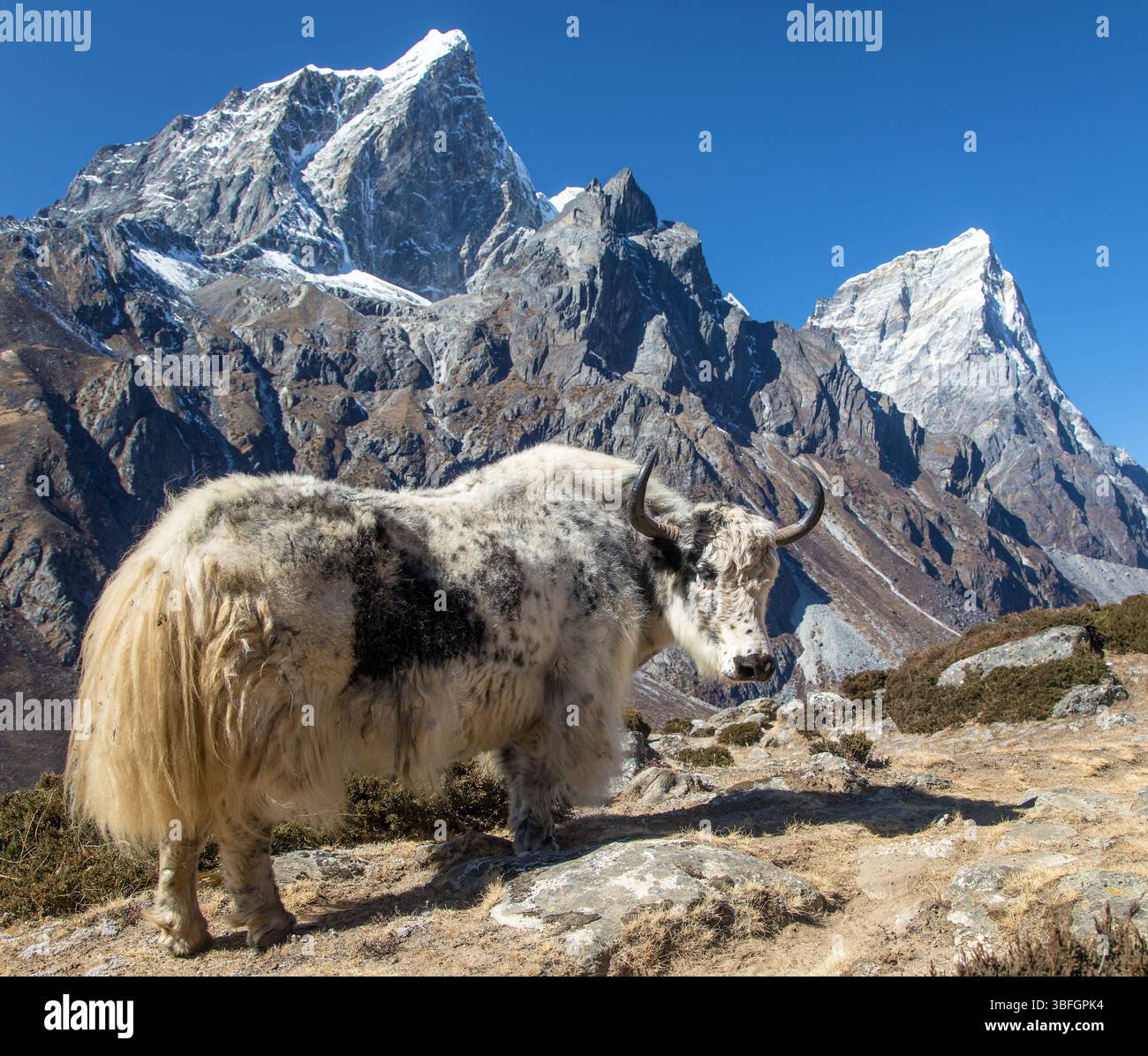 light yak or dzo on the way to Everest base camp, mounts Tabuche and ...