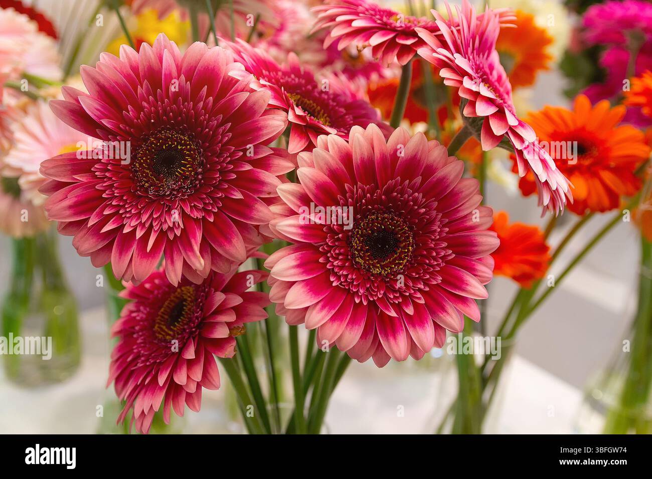 Beautiful red Gerberas in a flower shop. Flowers Stock Photo - Alamy