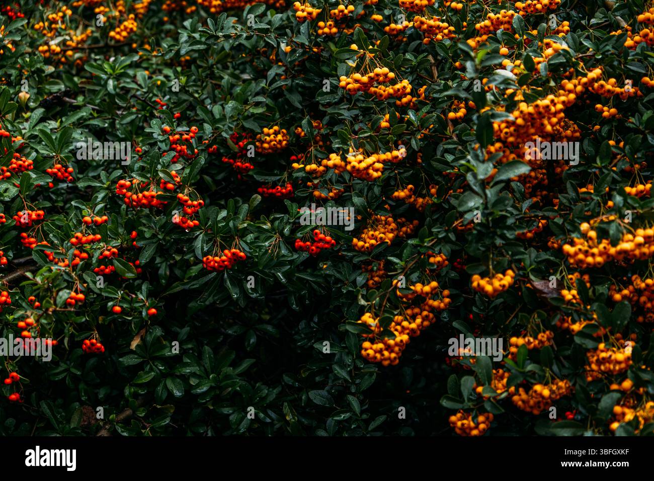 Pyracantha shrubs with vibrant orange and red berries in natural garden ...