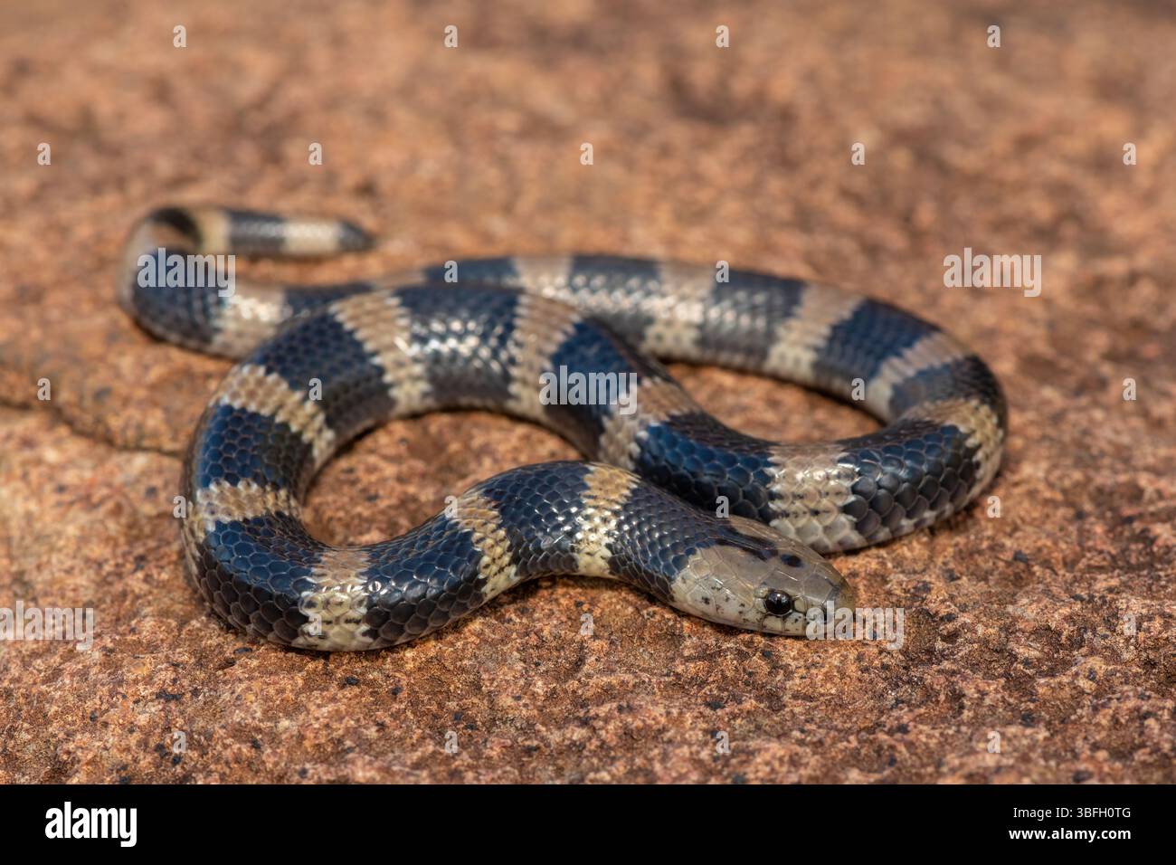 Closeup of a beautiful but venomous juvenile Sundevall's garter snake ...