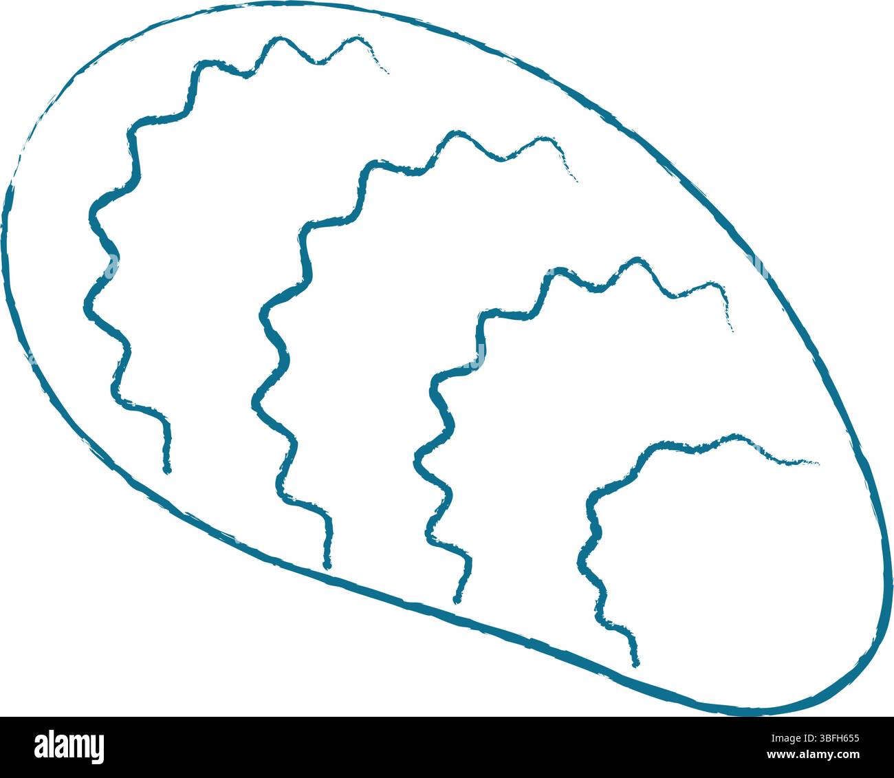 Chalk shell Cut Out Stock Images & Pictures - Alamy