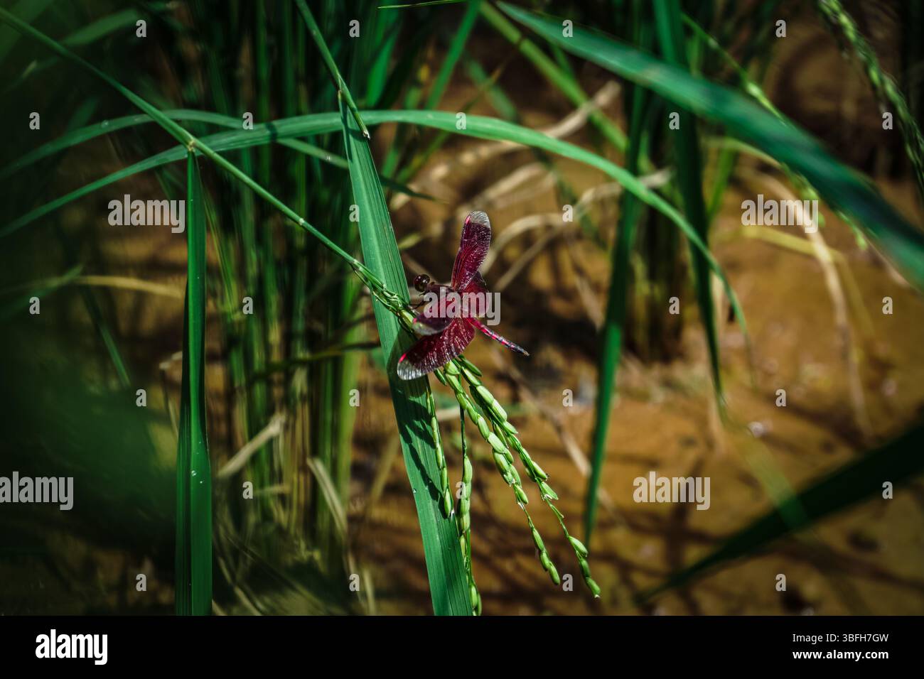 red dragonfly on rice leaf Stock Photo - Alamy