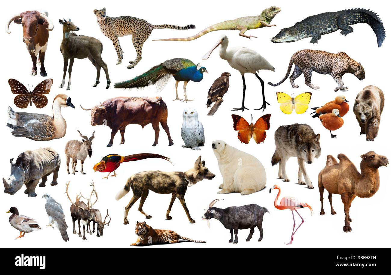 asia animals isolated Stock Photo - Alamy