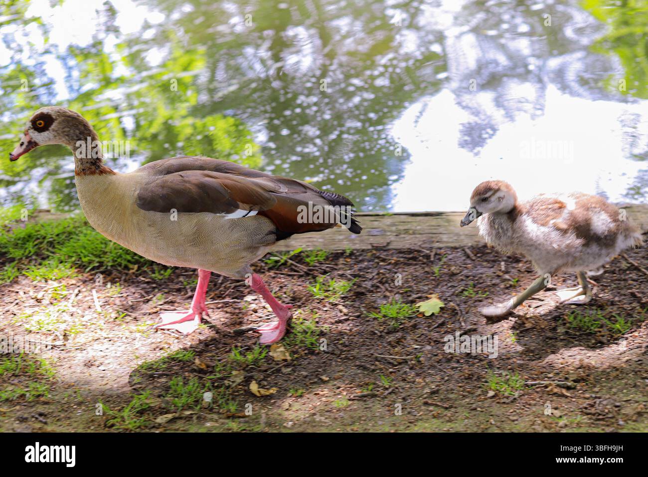 Leeds Castle estate grounds, Kent, England, UK Stock Photo - Alamy
