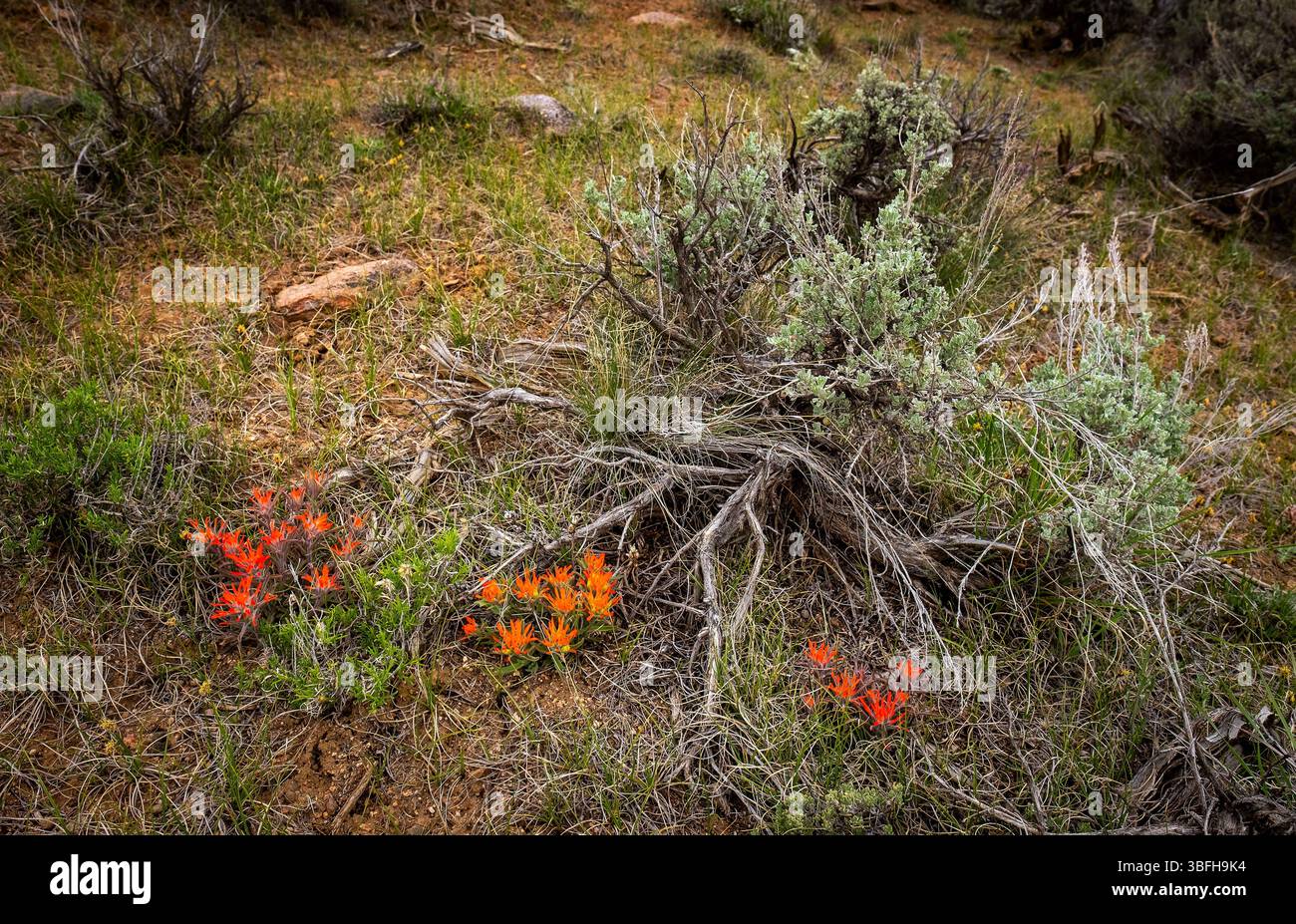 May 31, 2025: Wildflowers begin to emerge in the Hartman Rocks ...