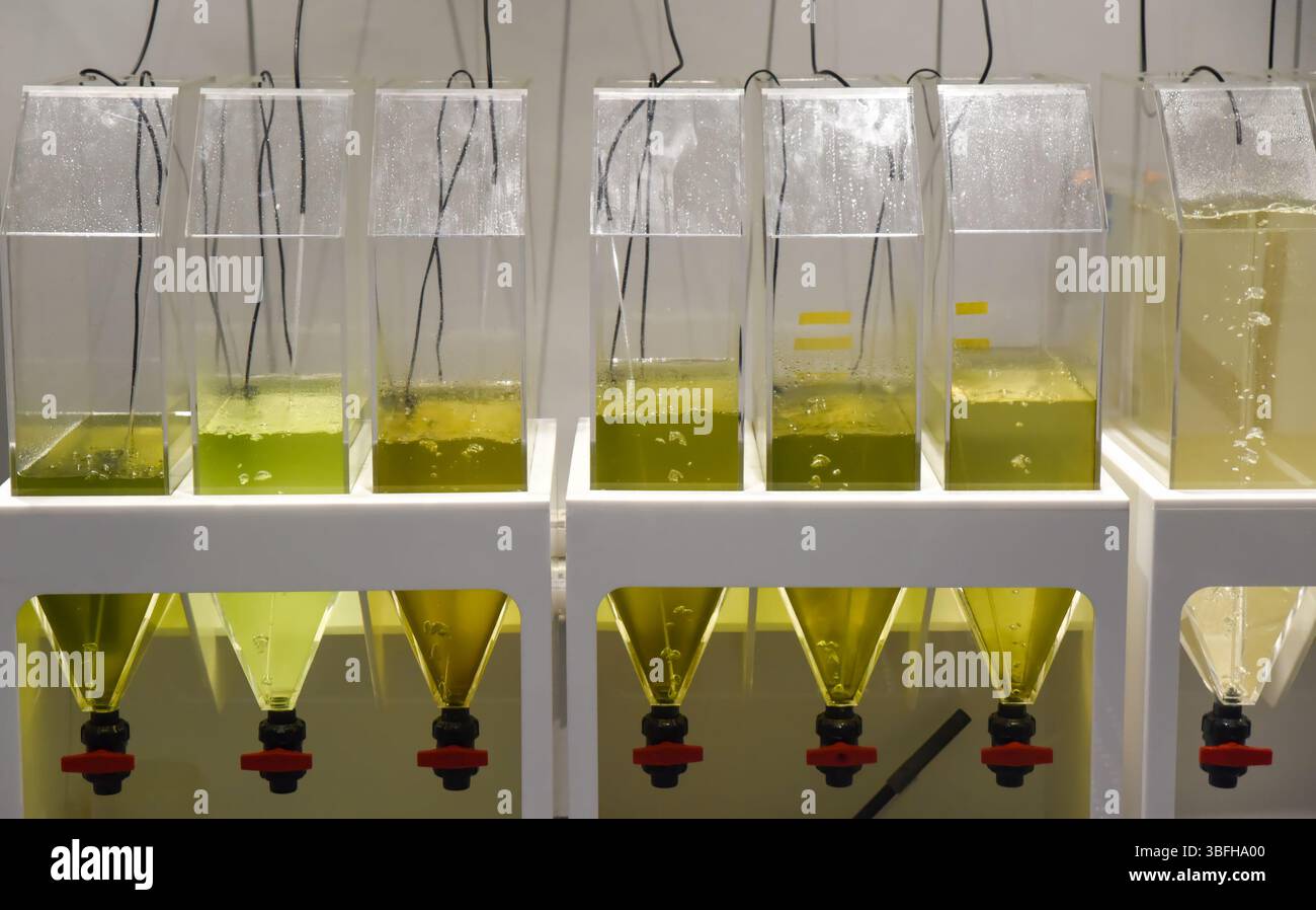 Transparent tanks with green liquid used for algae cultivation in a ...