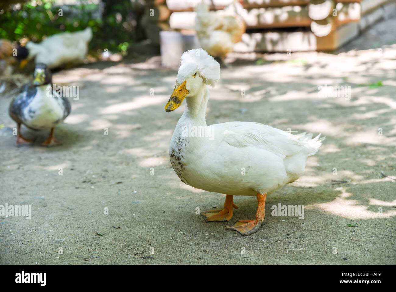 White Pekin crested duck standing in full view facing the camera, with ...