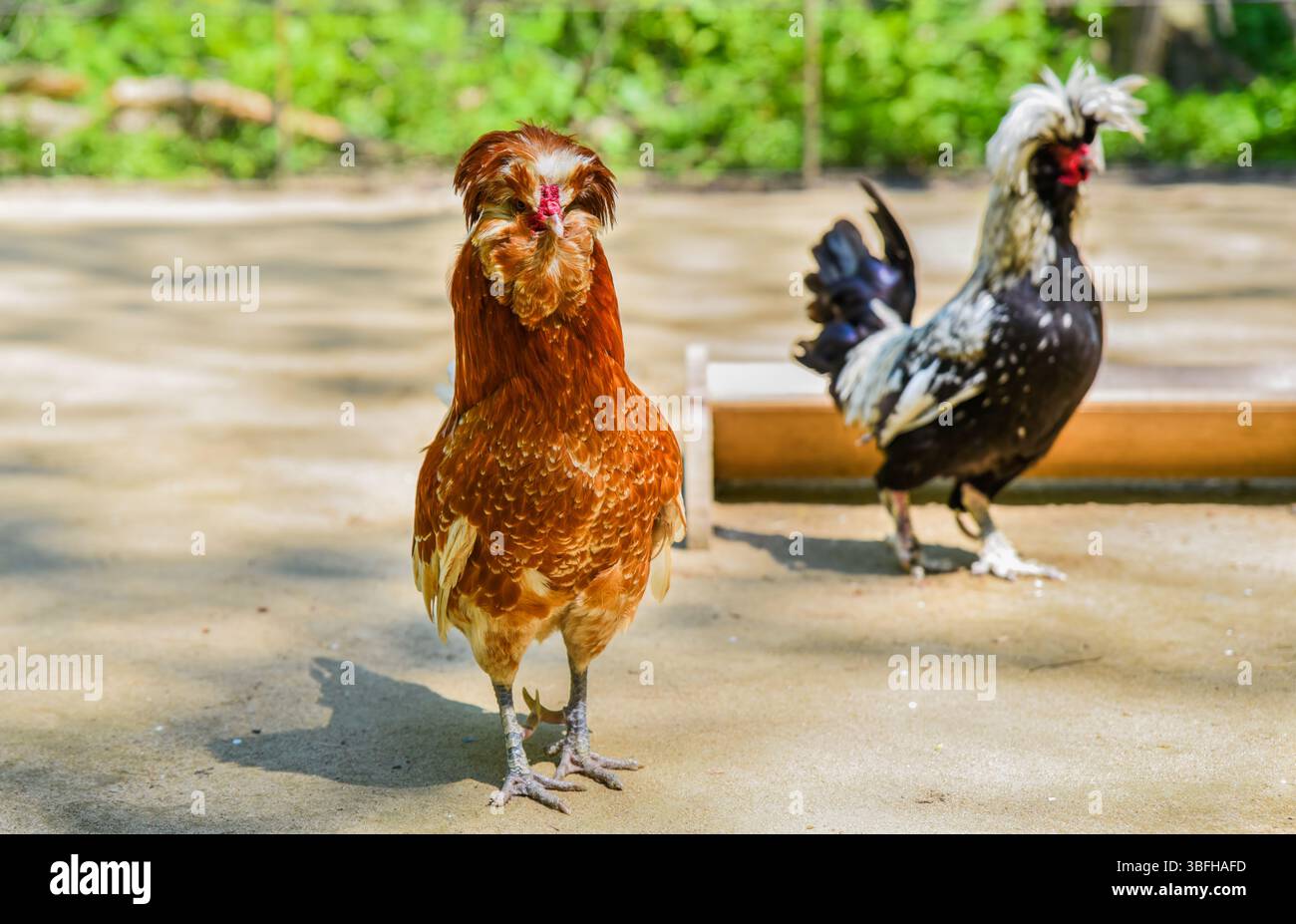 Chicken paduan hi-res stock photography and images - Alamy