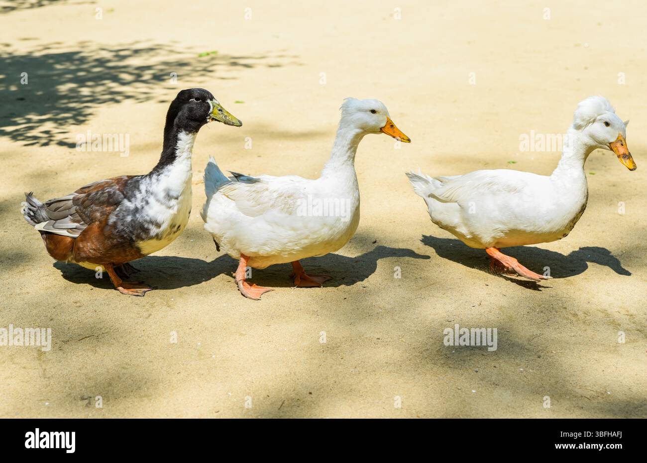 Three ducks walk on sandy ground in sunlight, including two white Pekin ...
