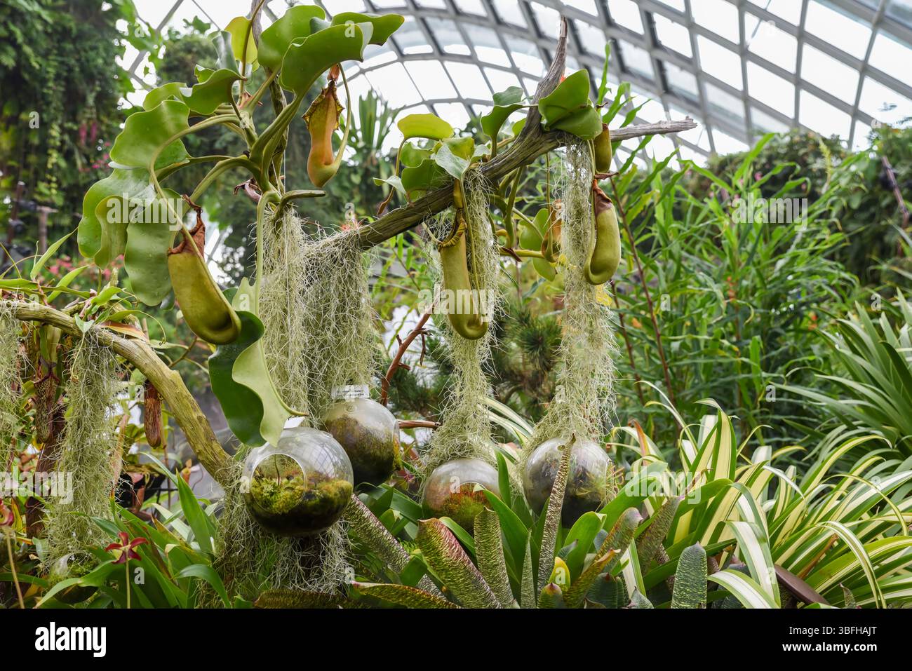 Tropical pitcher plants Nepenthes with hanging glass orbs in a lush ...