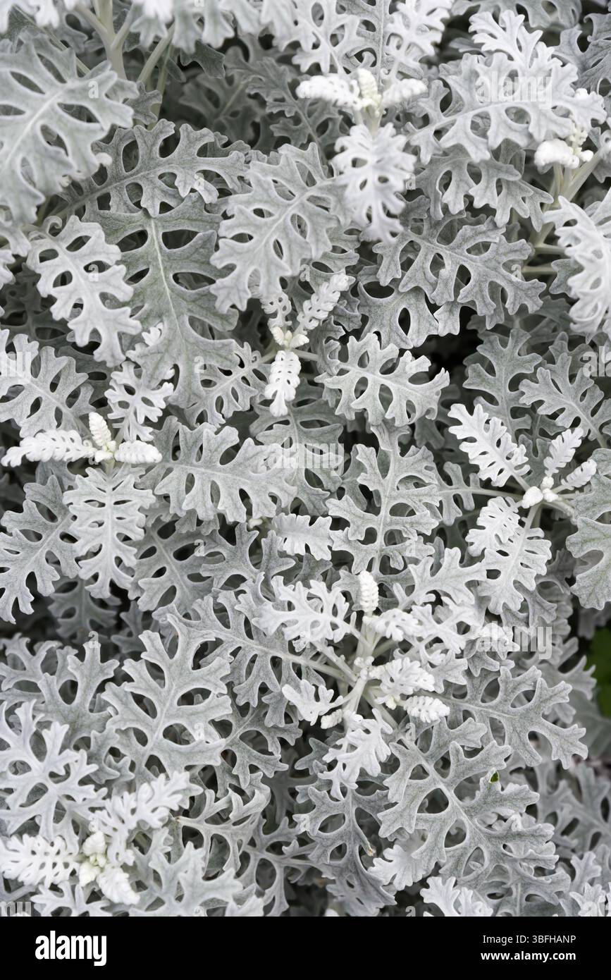 Closeup top view of Jacobaea Maritima (Dusty Miller), showing the ...