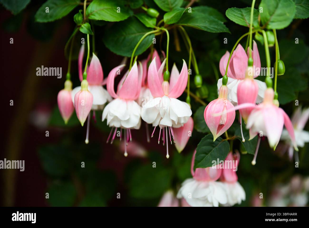Fuchsia Nancy Lou in bloom. White and pink two-tone flowers hanging ...
