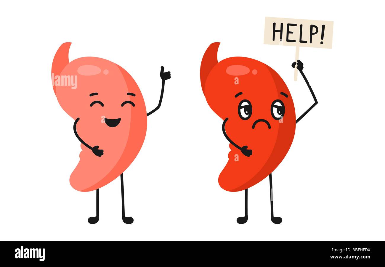 Two stomach healthy and unhealthy cartoon childish illustration. Happy ...
