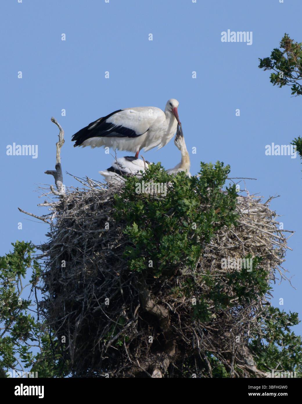 White stork nest , part of the White Stork Project, at the Knepp Estate ...