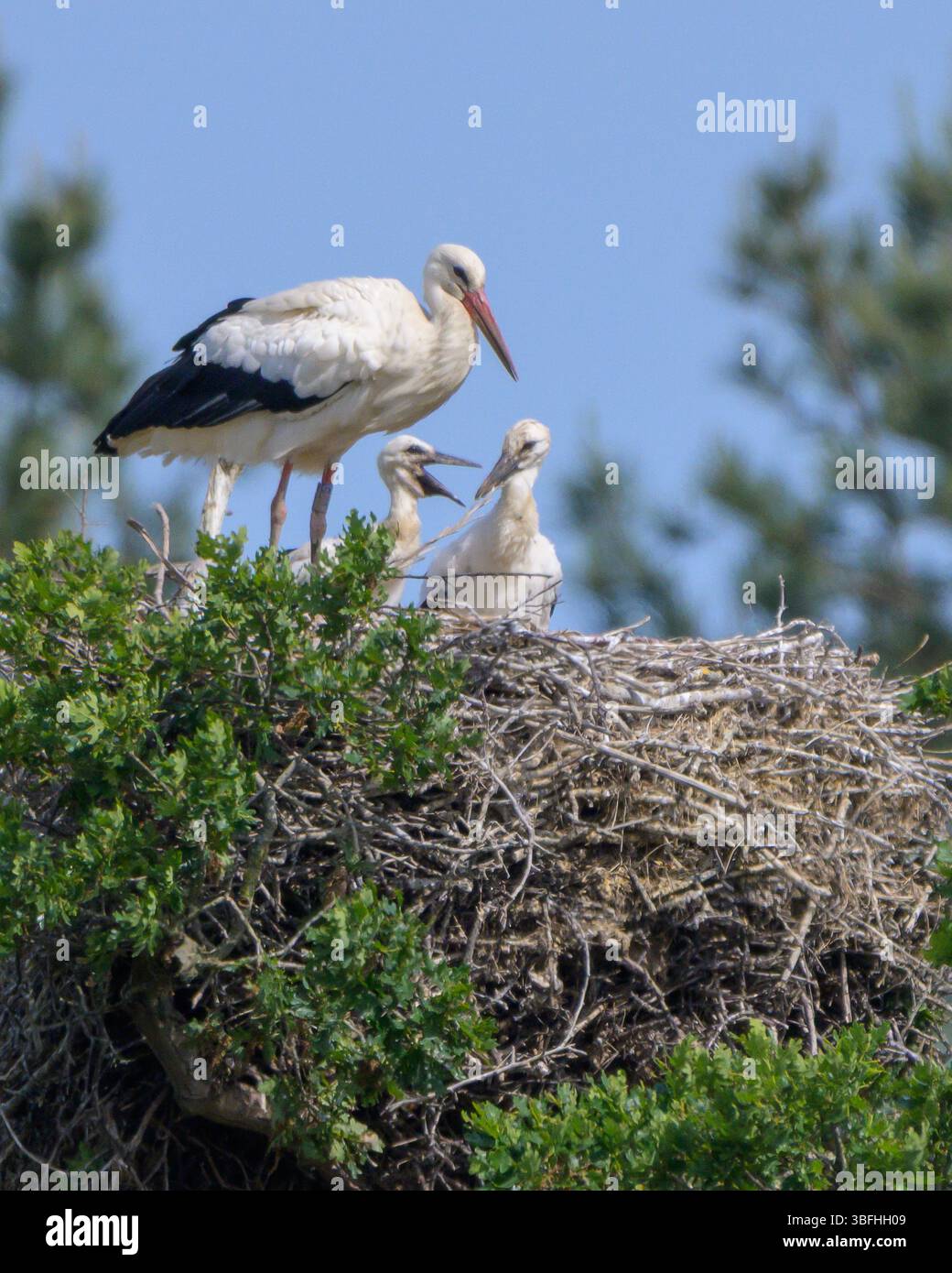 White stork nest , part of the White Stork Project, at the Knepp Estate ...