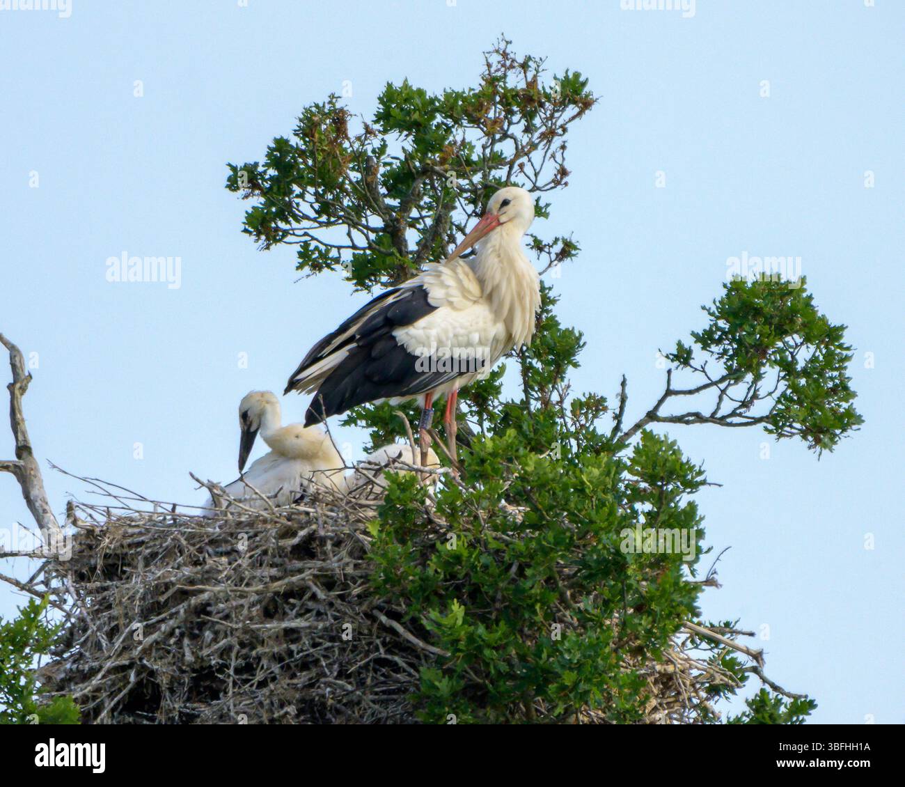 White stork nest , part of the White Stork Project, at the Knepp Estate ...