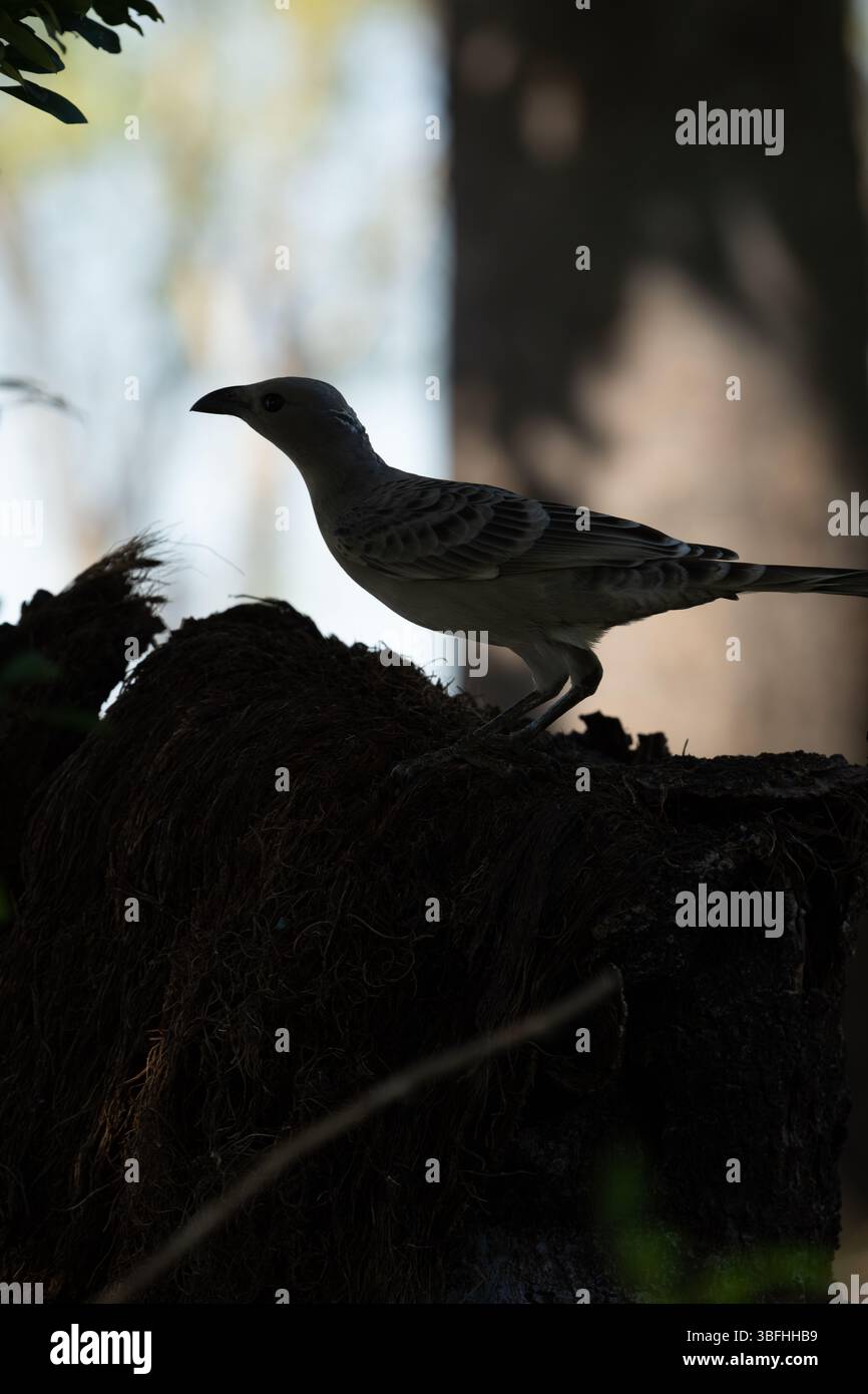 Great bower-bird in silhouette back-lit by daylight behind shade i ...