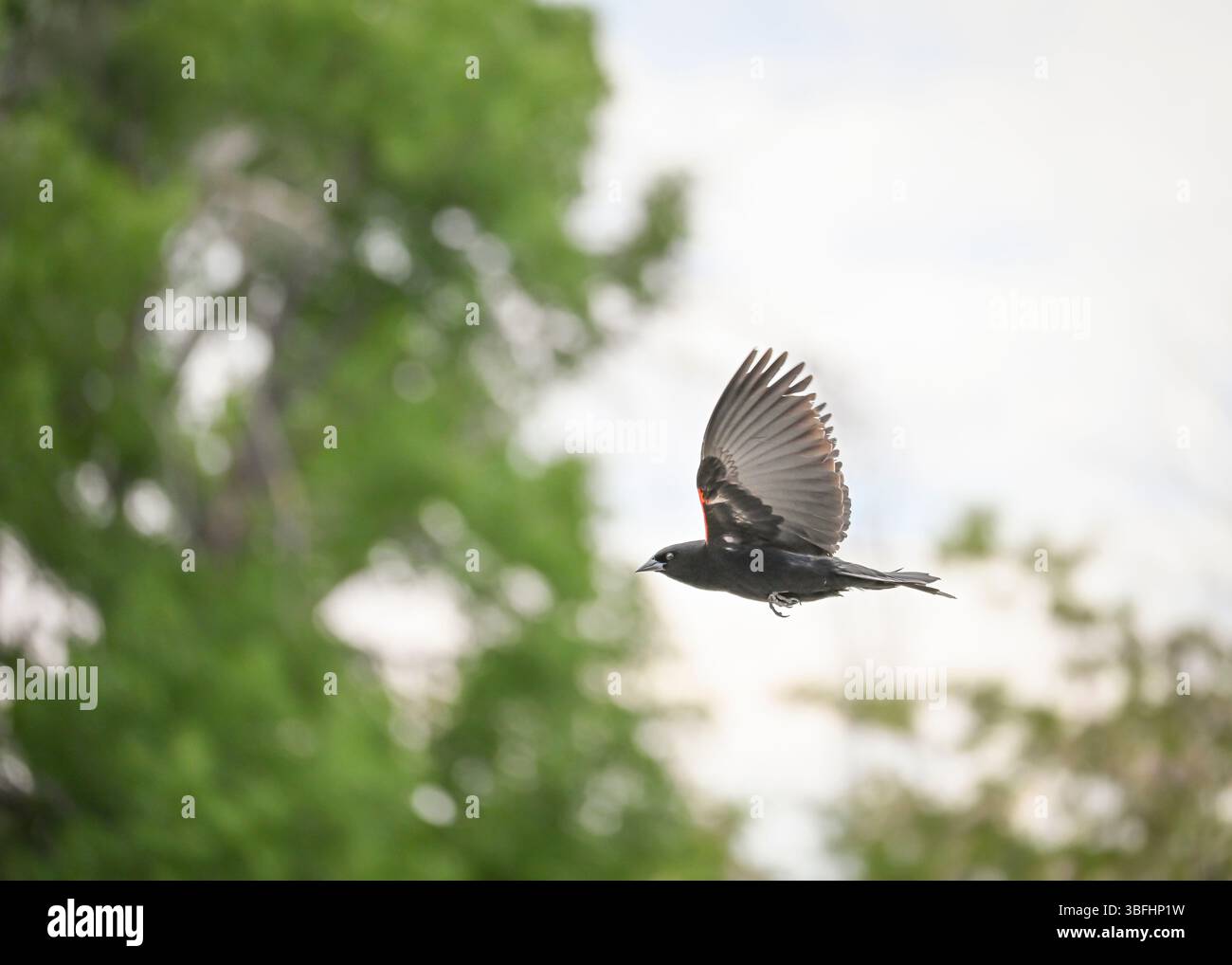 Blackbird flying isolated hi-res stock photography and images - Alamy