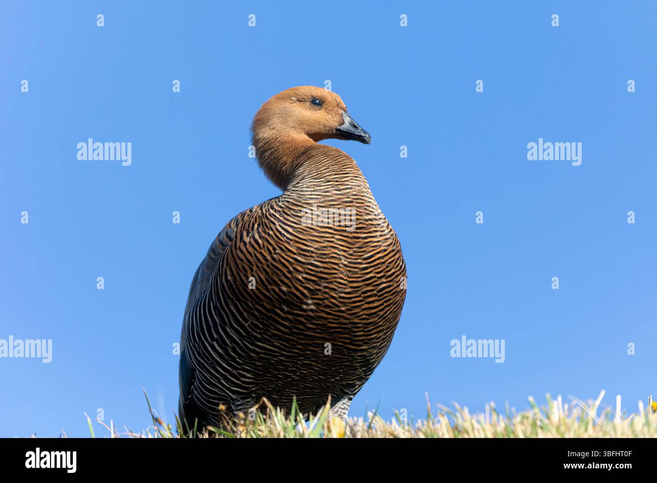 Female upland goose (Chloephaga picta) also called a Magellan goose ...