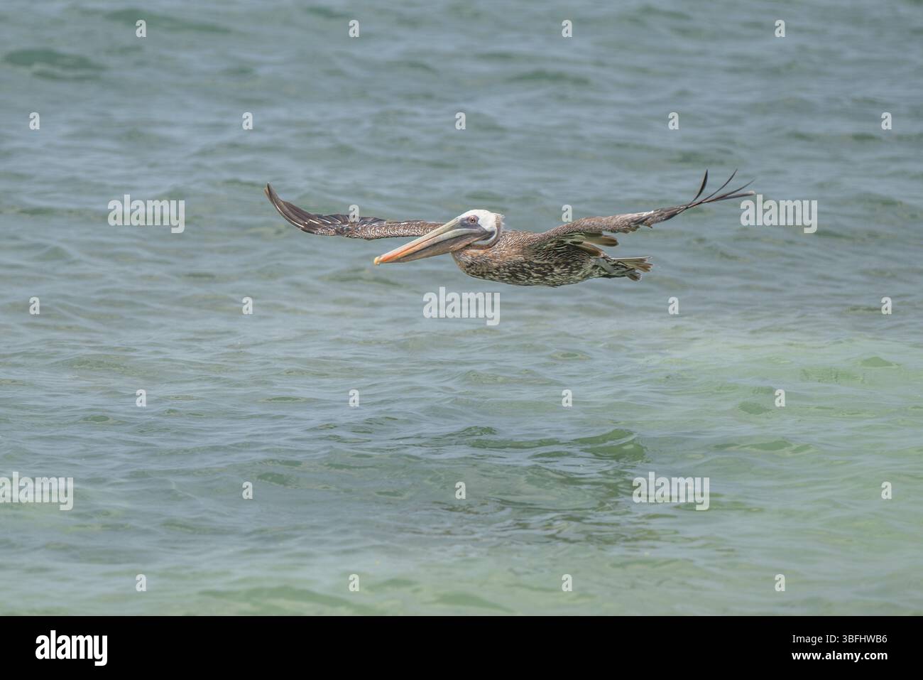 Birds skimming the water hi-res stock photography and images - Alamy