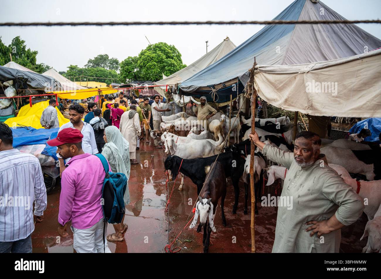 New Delhi, India. 01st June, 2025. Livestock traders wait for customers ...