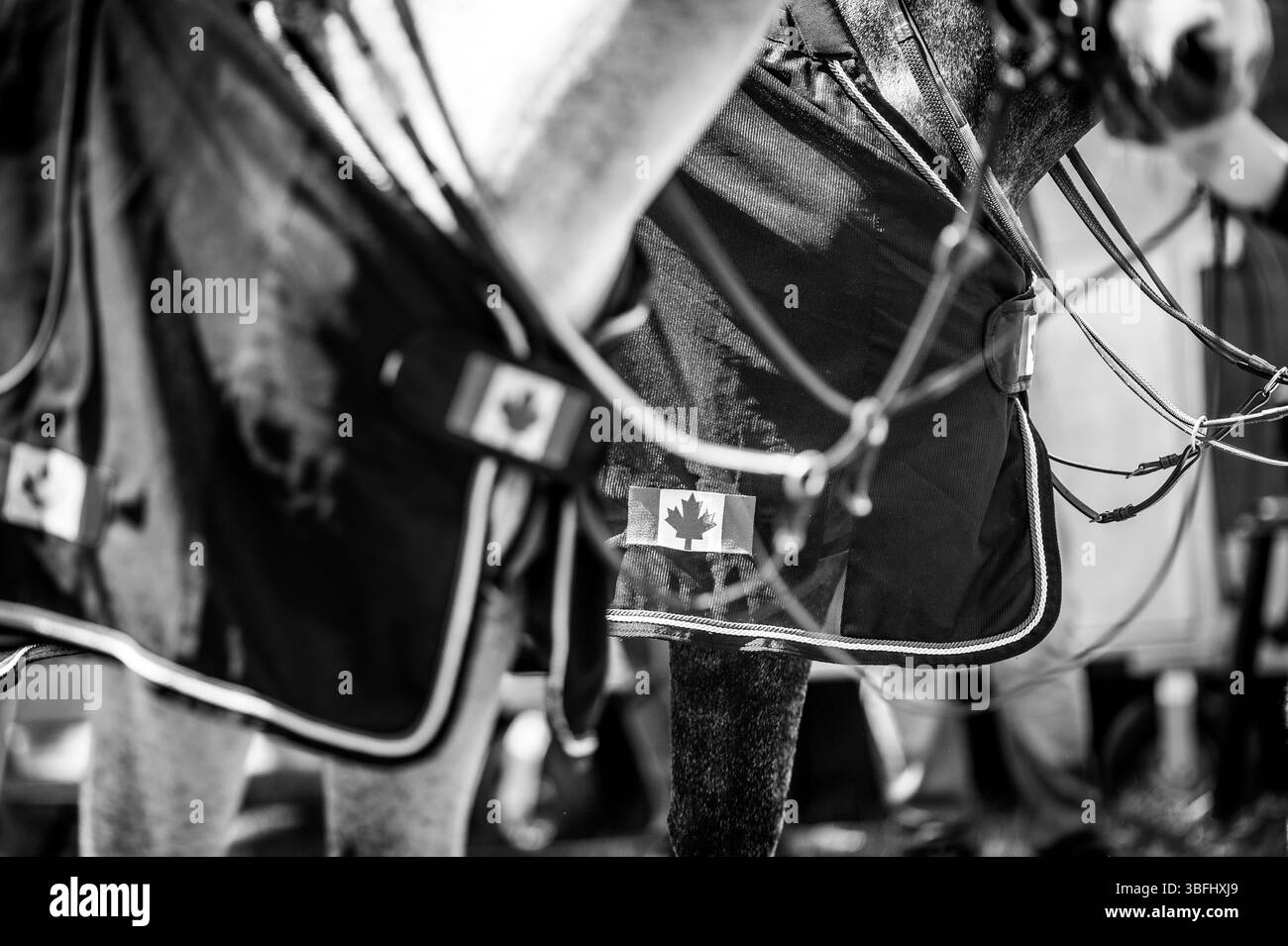Horse show audience Black and White Stock Photos & Images - Alamy