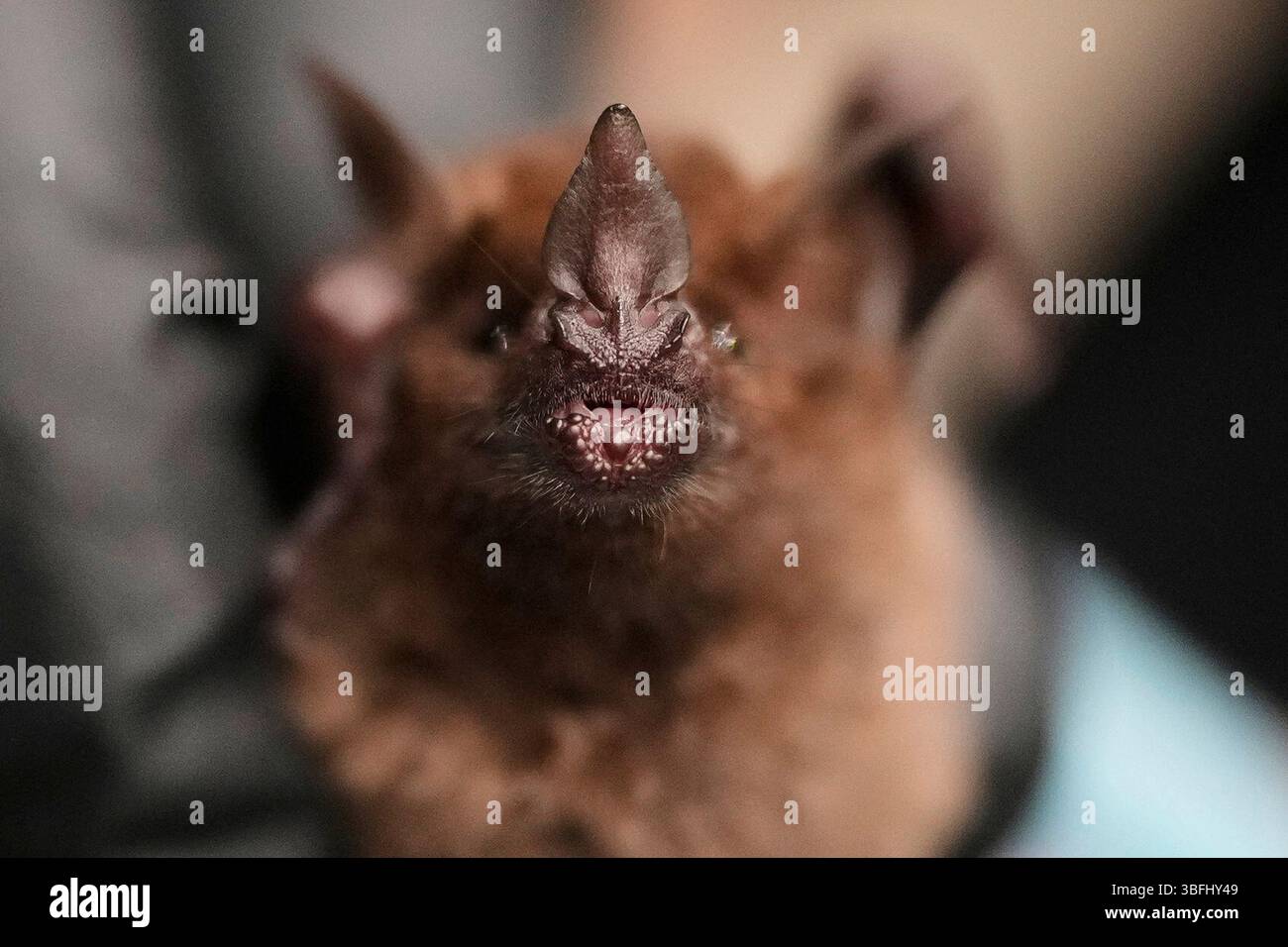 A scientist from the Smithsonian Tropical Research Institute shows a ...