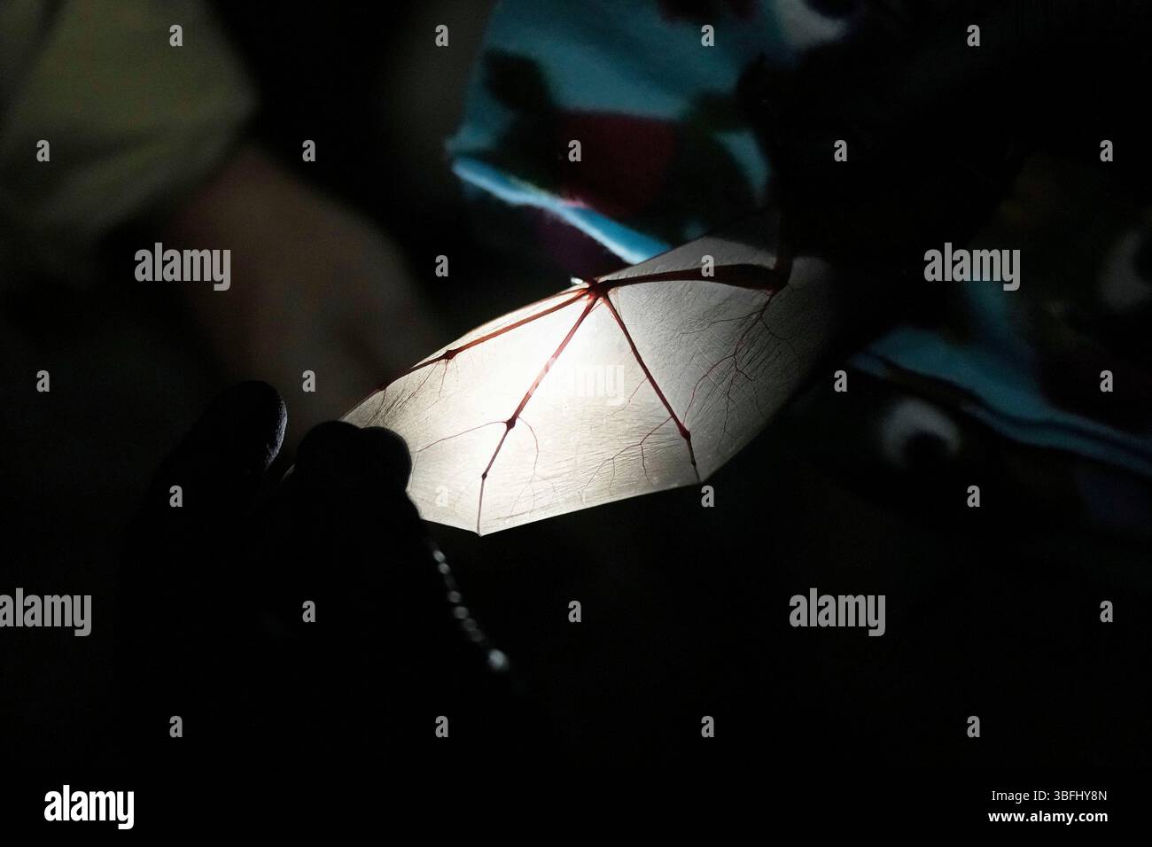 Scientists from the Smithsonian Tropical Research Institute show a bat ...