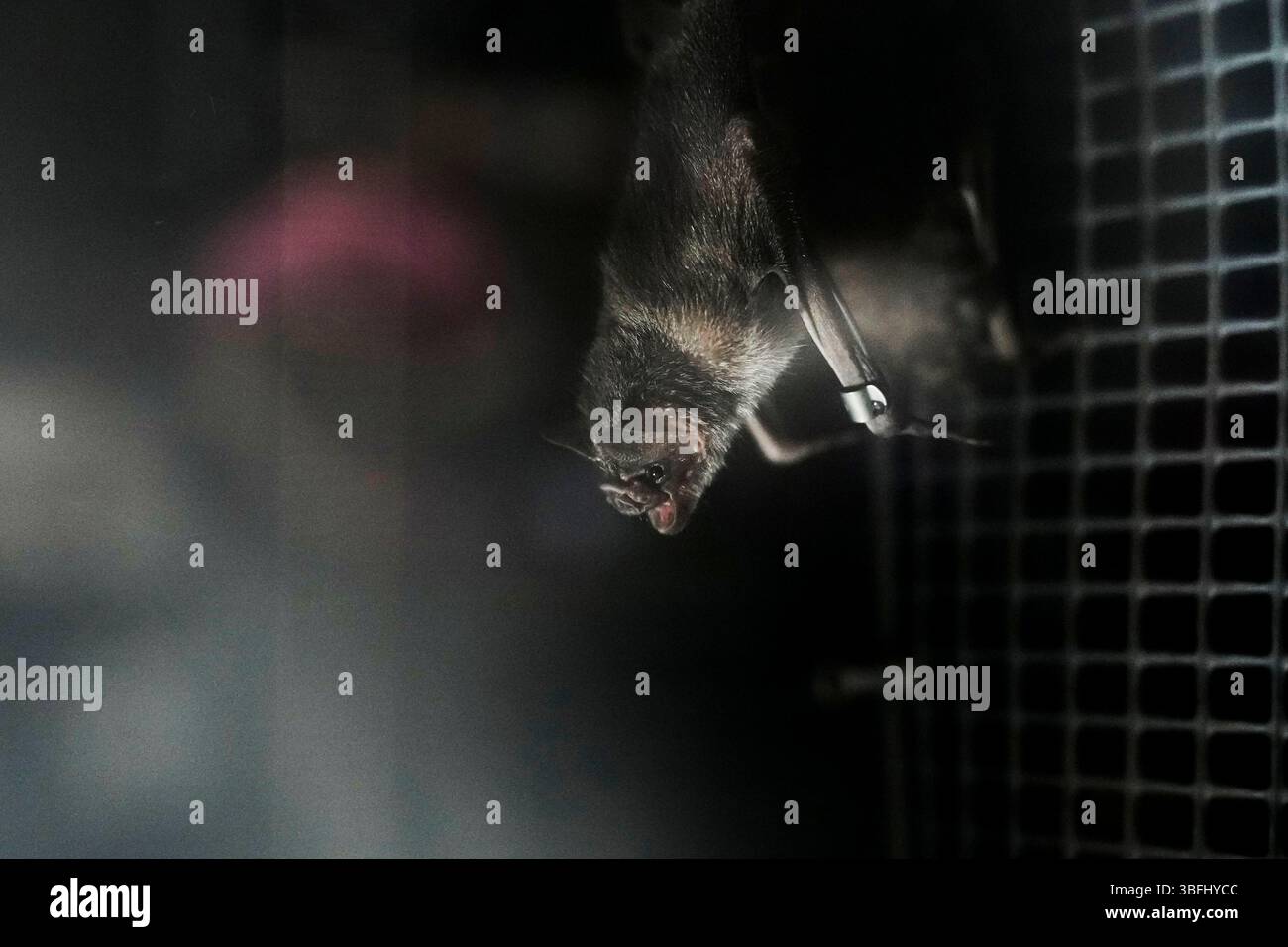 A bat captured by scientists from the Smithsonian Tropical Research ...