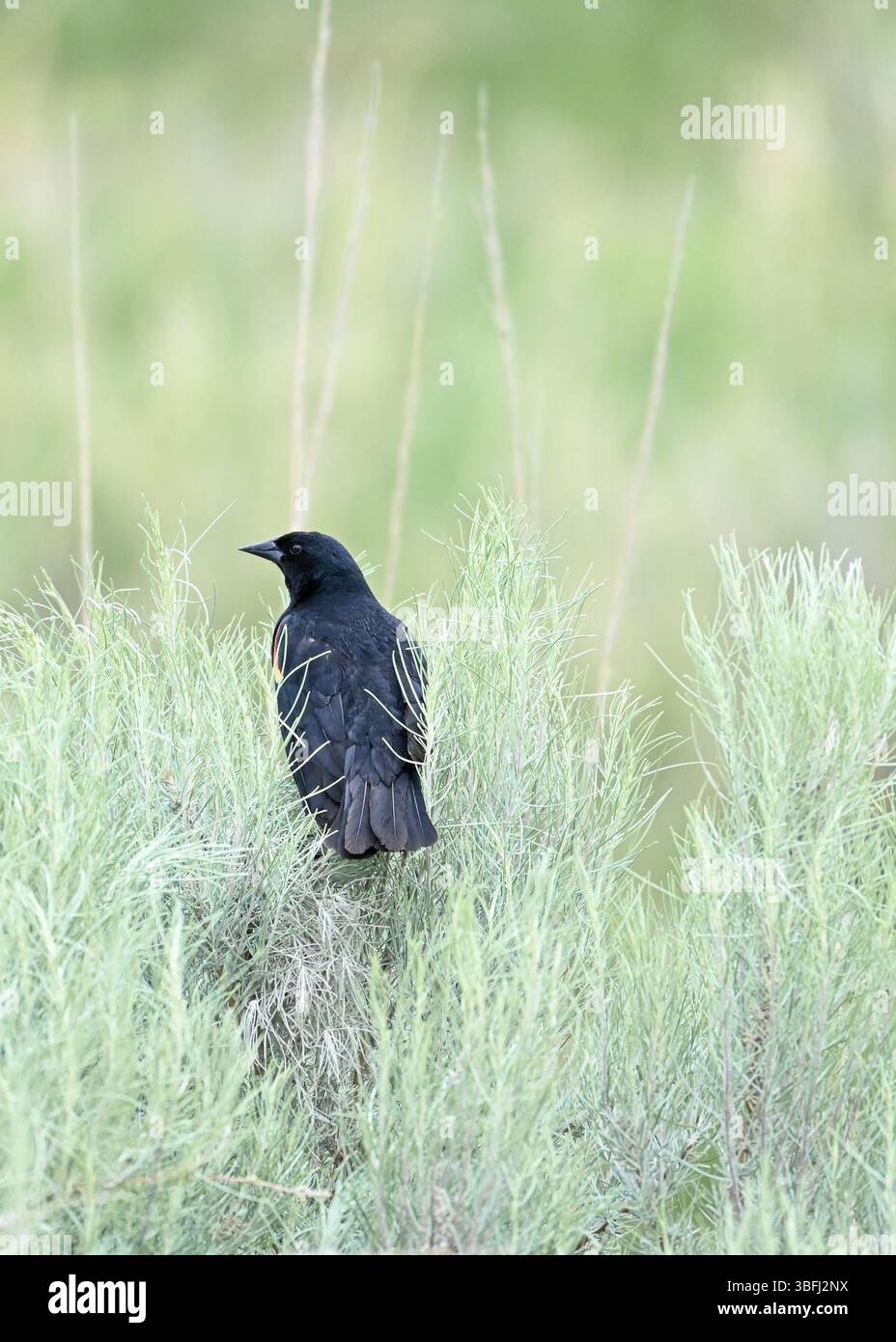 Aurora colorado bird hi-res stock photography and images - Alamy
