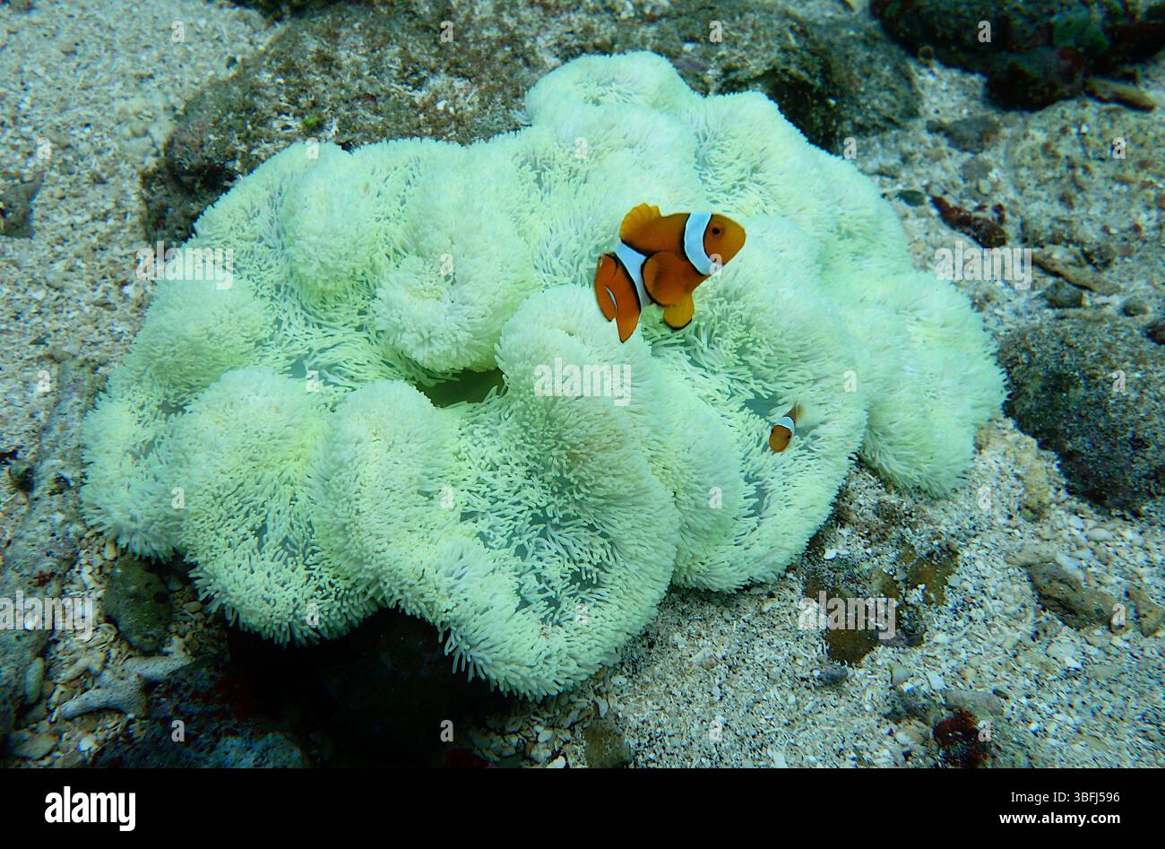 Bleached anemone with clownfish, Tetepare Marine Protected Area ...